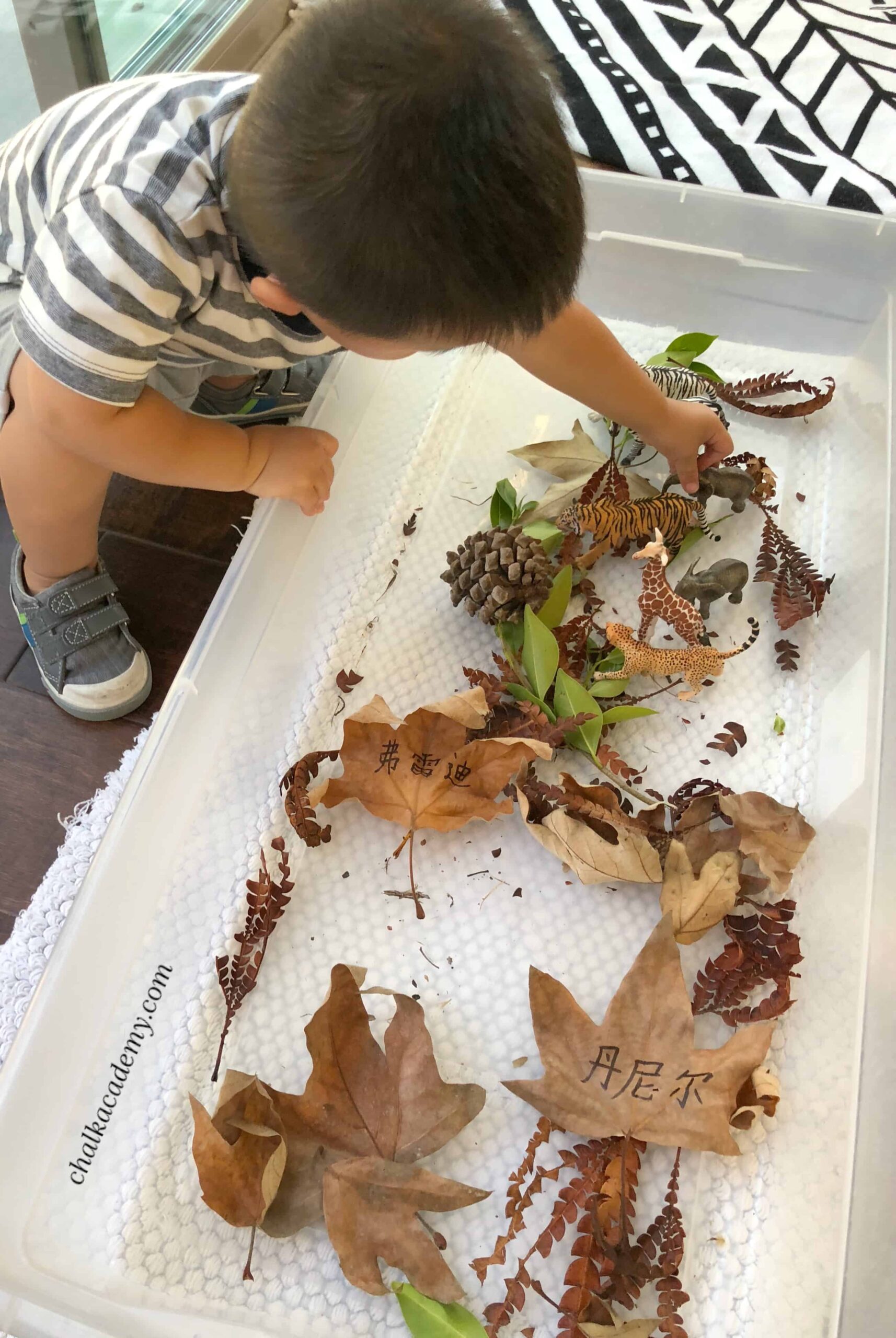 Leaf Sorting Sensory Bottles - Nature Discovery Activity for Kids!