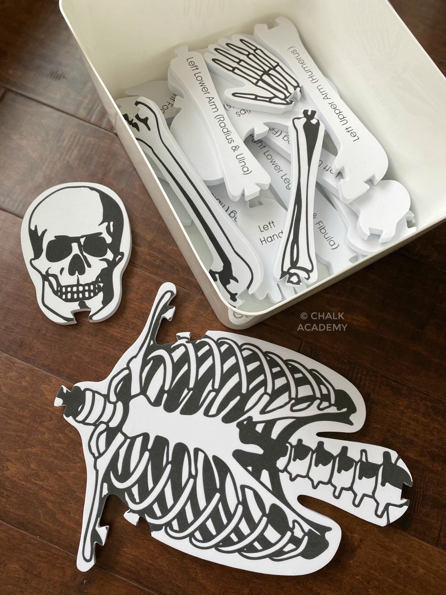 The Best Human Anatomy Toys | Fun Science Gifts for Kids