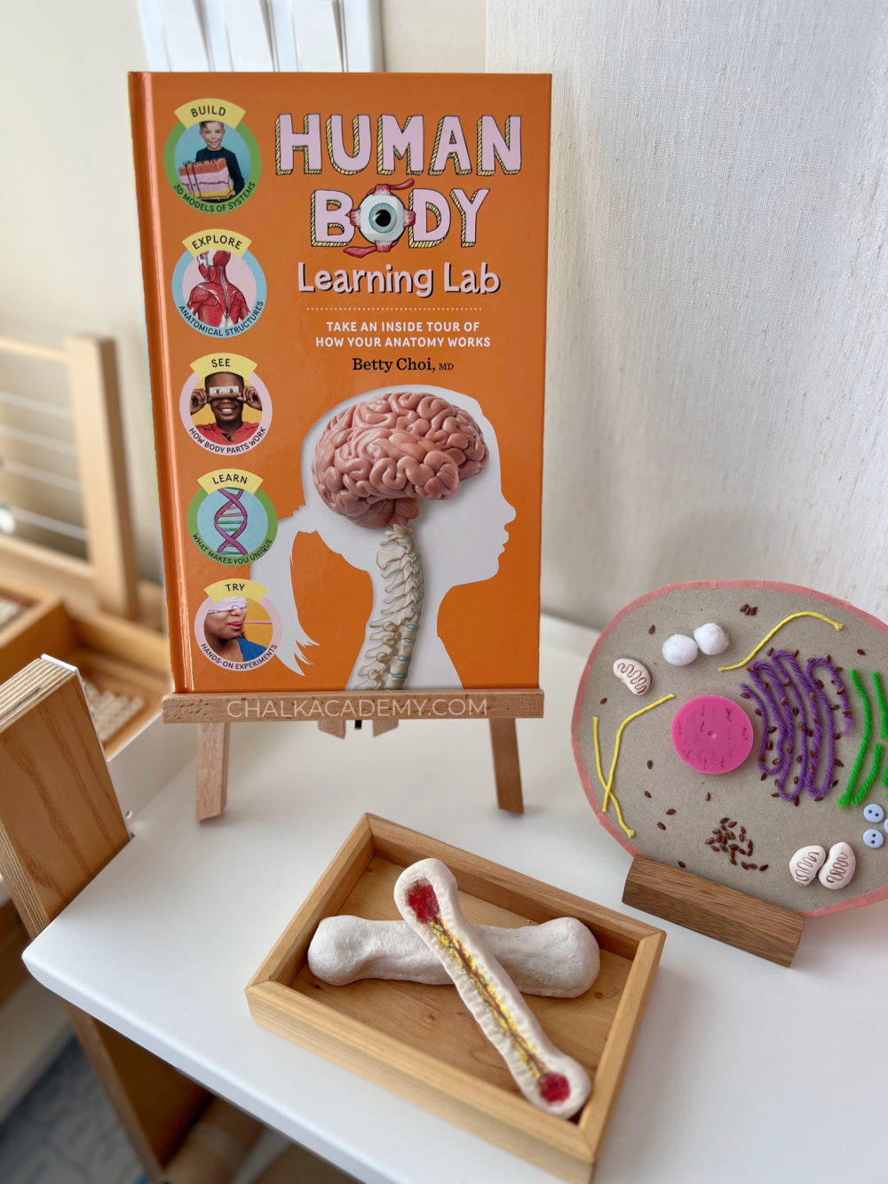 The Best Human Anatomy Toys | Fun Science Gifts for Kids